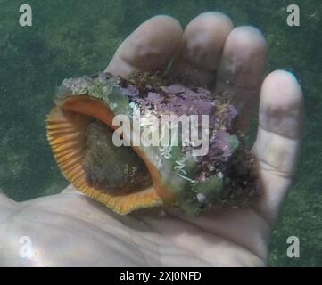 Red-mouthed Dog Winkle (Stramonita haemastoma) Mollusca Stock Photo - Alamy
