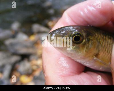 (Labeobarbus nelspruitensis) Actinopterygii Stock Photo - Alamy