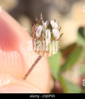 thimble clover (Trifolium microdon) Plantae Stock Photo - Alamy