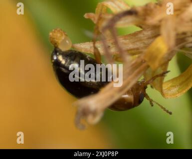 Bronze Leaf Beetle (Diachus auratus) Insecta Stock Photo - Alamy