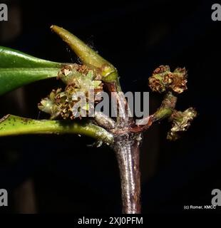 Carallia (Carallia brachiata) Plantae Stock Photo - Alamy