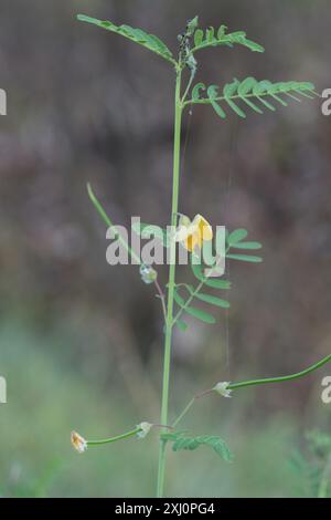 bigpod sesbania (Sesbania herbacea) Plantae Stock Photo - Alamy