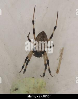 Asian Hermit Spider (Nephilengys malabarensis) Arachnida Stock Photo ...