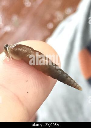 (Phaedusa bocki) Mollusca Stock Photo - Alamy