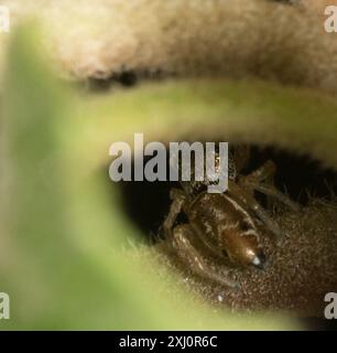 (Sassacus vitis) Arachnida Stock Photo - Alamy