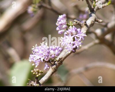 Cape-Lilac (Ehretia rigida nervifolia) Plantae Stock Photo - Alamy