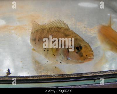 Southern Mouthbrooder (Pseudocrenilabrus philander) Actinopterygii ...