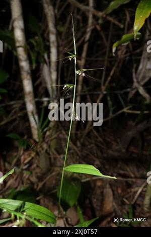 Basket Grass (Oplismenus hirtellus) Plantae Stock Photo - Alamy
