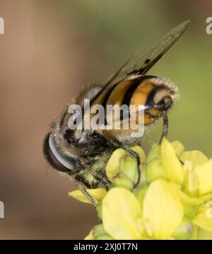 Yellow-spotted Bromeliad Fly (Copestylum avidum) Insecta Stock Photo ...