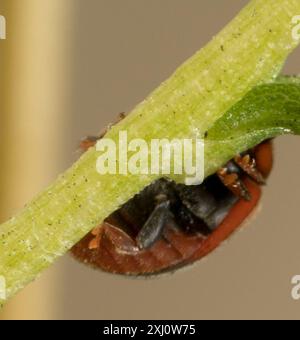 Vedalia Beetle (Novius cardinalis) Insecta Stock Photo - Alamy