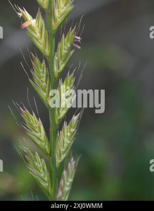 Ryegrasses (Lolium) Plantae Stock Photo - Alamy