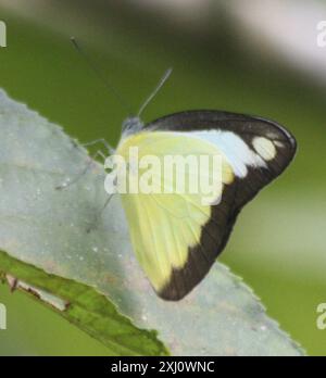 Chocolate Albatross (Appias lyncida) Insecta Stock Photo - Alamy