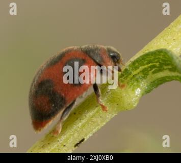 Vedalia Beetle (Novius cardinalis), Insecta, Praia do Cassino - RS ...