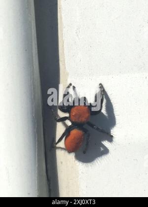 Cardinal Jumping Spider (Phidippus cardinalis) Arachnida Stock Photo ...