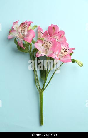 Beautiful alstroemeria flowers on light blue background Stock Photo - Alamy