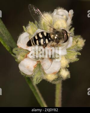 Large-tailed Aphideater (Eupeodes volucris) Insecta Stock Photo - Alamy