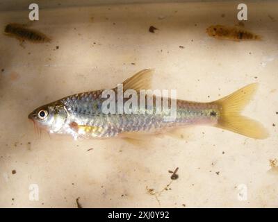 Threespot Barb (Enteromius trimaculatus Stock Photo - Alamy