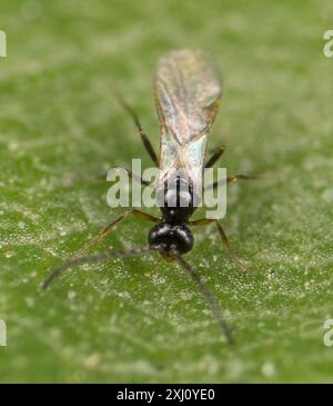 Aphid Mummy Wasps (Aphidiinae) Insecta Stock Photo - Alamy