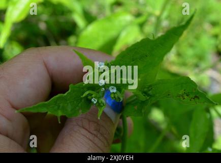 virginia stickseed (Hackelia virginiana) Plantae Stock Photo - Alamy