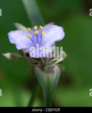 Zigzag Spiderwort (Tradescantia subaspera) Plantae Stock Photo - Alamy
