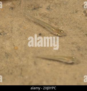 Western Mosquitofish (Gambusia affinis) Actinopterygii Stock Photo - Alamy