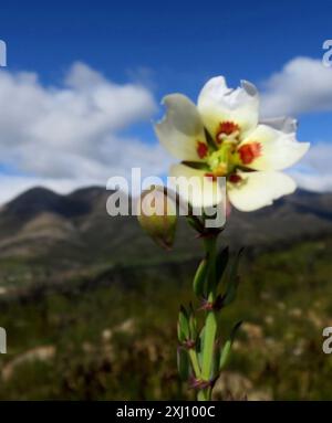 Smooth Twinleaf (Roepera fulva) Plantae Stock Photo - Alamy