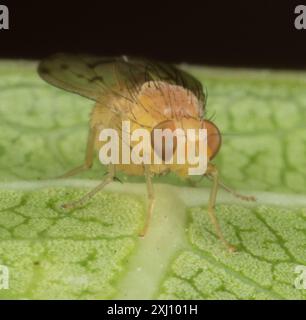(Homoneura occidentalis) Insecta Stock Photo - Alamy