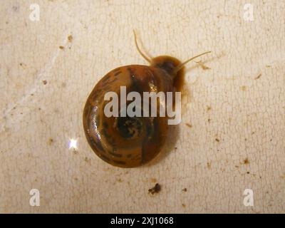 Pfeiffer's Ramshorn Snail (Biomphalaria pfeifferi) Mollusca Stock Photo ...