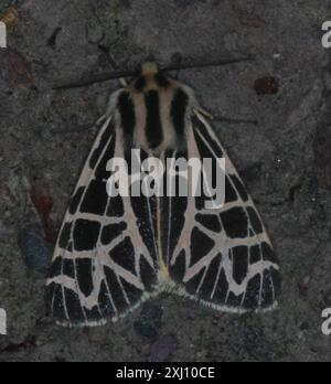Ornate Tiger Moth (Apantesis ornata) Insecta Stock Photo - Alamy