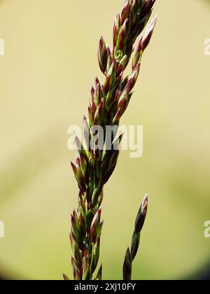 smallflower melicgrass (Melica imperfecta) Plantae Stock Photo - Alamy