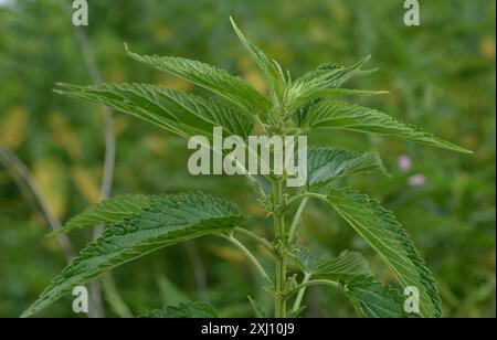 American stinging nettle (Urtica gracilis gracilis) Plantae Stock Photo ...