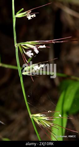 Basket Grass (Oplismenus hirtellus) Plantae Stock Photo - Alamy