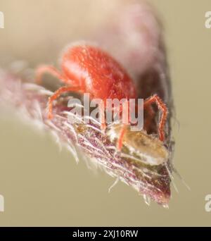 Sidewalk Mites (Balaustium) Arachnida Stock Photo - Alamy