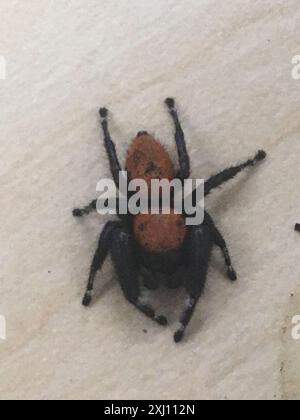 Cardinal Jumping Spider (Phidippus cardinalis) Arachnida Stock Photo ...