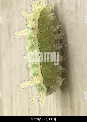 Green Oak-Slug Moth (Euclea incisa) Insecta Stock Photo - Alamy