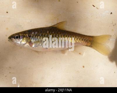 Orange-fin barb (Enteromius eutaenia) Actinopterygii Stock Photo - Alamy
