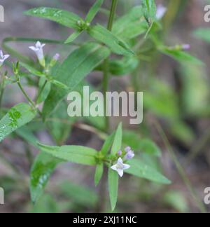 summer bluet (Houstonia purpurea) Plantae Stock Photo - Alamy