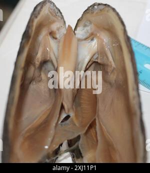 Pondhorn (Uniomerus tetralasmus) Mollusca Stock Photo - Alamy