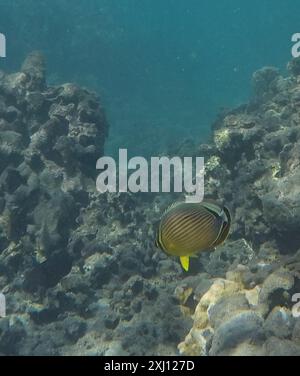 Redfin Butterflyfish (Chaetodon lunulatus) Actinopterygii Stock Photo ...