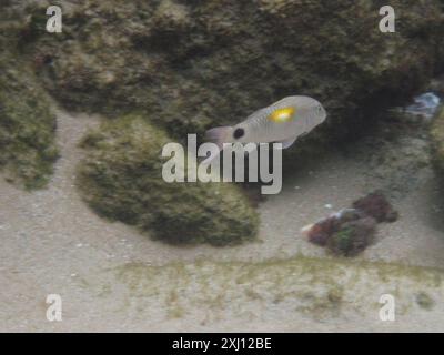 Yellowspot Goatfish (Parupeneus indicus) Actinopterygii Stock Photo - Alamy