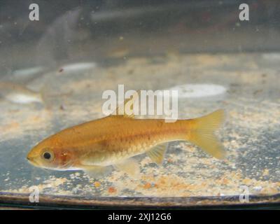 Orange-fin barb (Enteromius eutaenia) Actinopterygii Stock Photo - Alamy