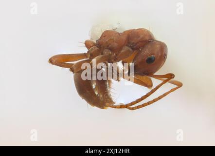 Wine-red Amazon Ant (Polyergus vinosus) Insecta Stock Photo - Alamy