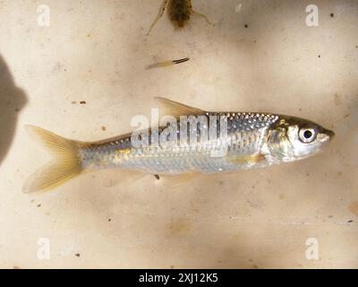Kwazulu-natal Yellowfish (Labeobarbus natalensis) Actinopterygii Stock ...