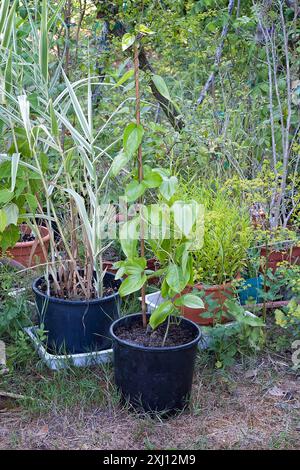 White yam or African yam (Dioscorea cayenensis subsp. rotundata ...