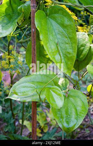 White yam or African yam (Dioscorea cayenensis subsp. rotundata ...