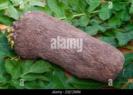 White yam or African yam (Dioscorea cayenensis subsp. rotundata ...