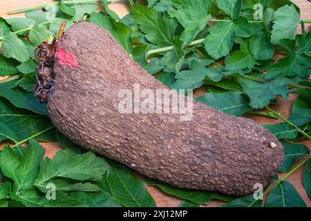 White yam or African yam (Dioscorea cayenensis subsp. rotundata ...
