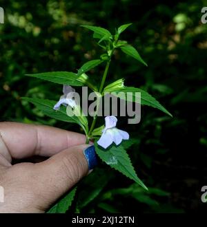 sharpwing monkeyflower (Mimulus alatus) Plantae Stock Photo - Alamy