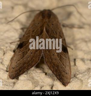 Wedgling Moth (Galgula partita) Insecta Stock Photo - Alamy