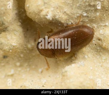 Hairy Fungus Beetle (Typhaea stercorea) Insecta Stock Photo - Alamy
